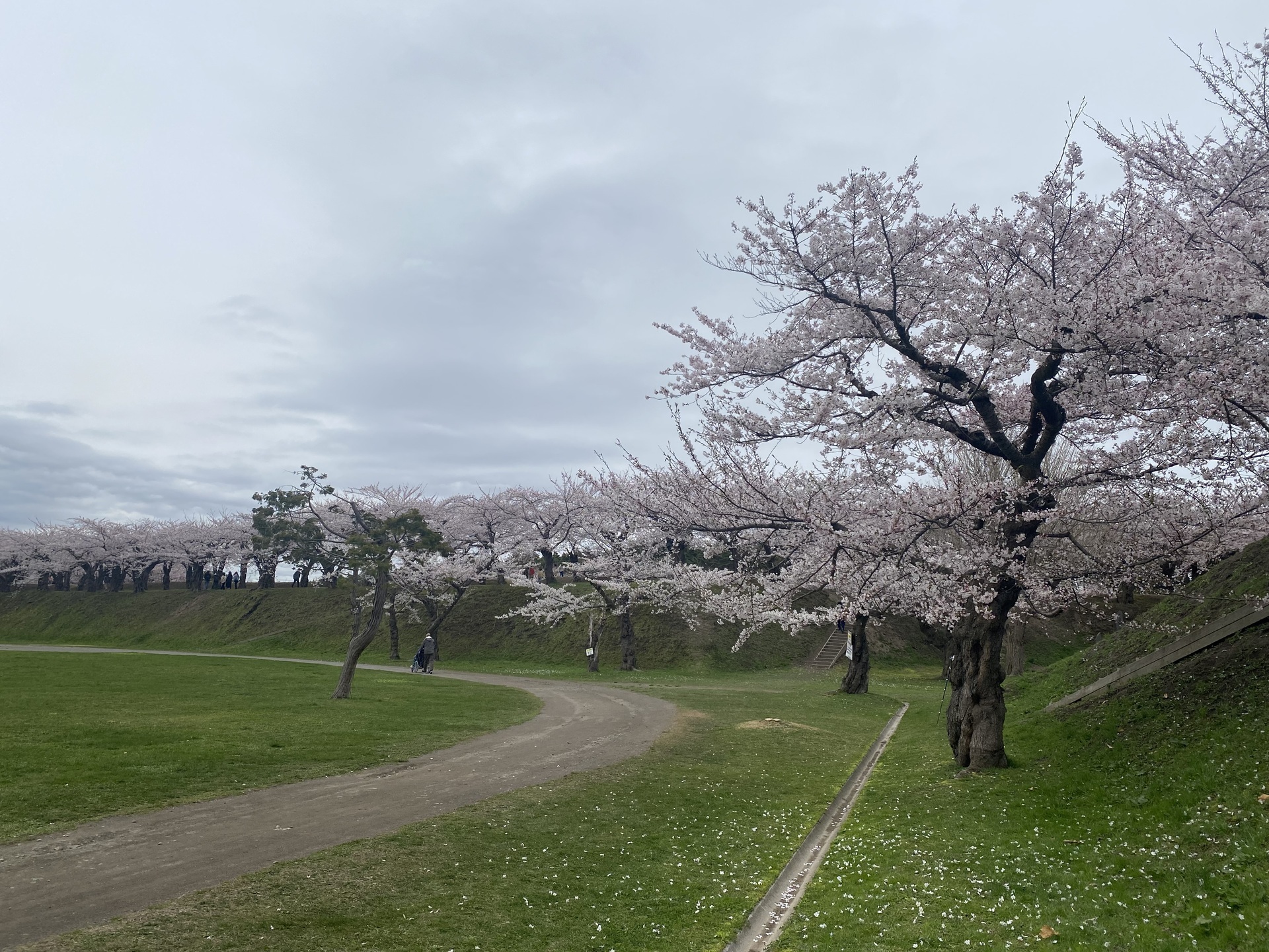 【旅行記】北海道一人旅！函館ご当地グルメ満喫＆桜満開の五稜郭！【3日目】: 人生はフリースタイル！ 学割日記【社会人編】